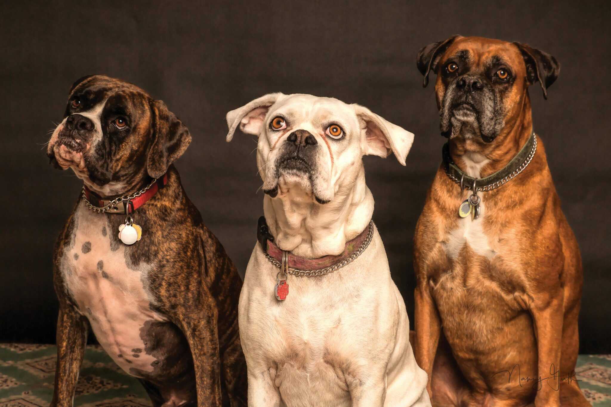 20 MOST DANGEROUS DOGS IN THE WORLD-KNOW THEM