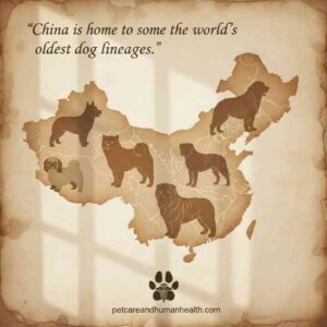 21 Chinese Dog Breeds: A Complete Guide to Breeds of China